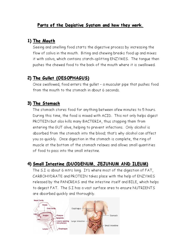 Parts of The Digestive System | PDF | Human Digestive System | Digestion