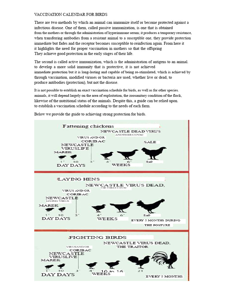 Bird Vaccination Schedule Guide | PDF | Vaccines | Antibody