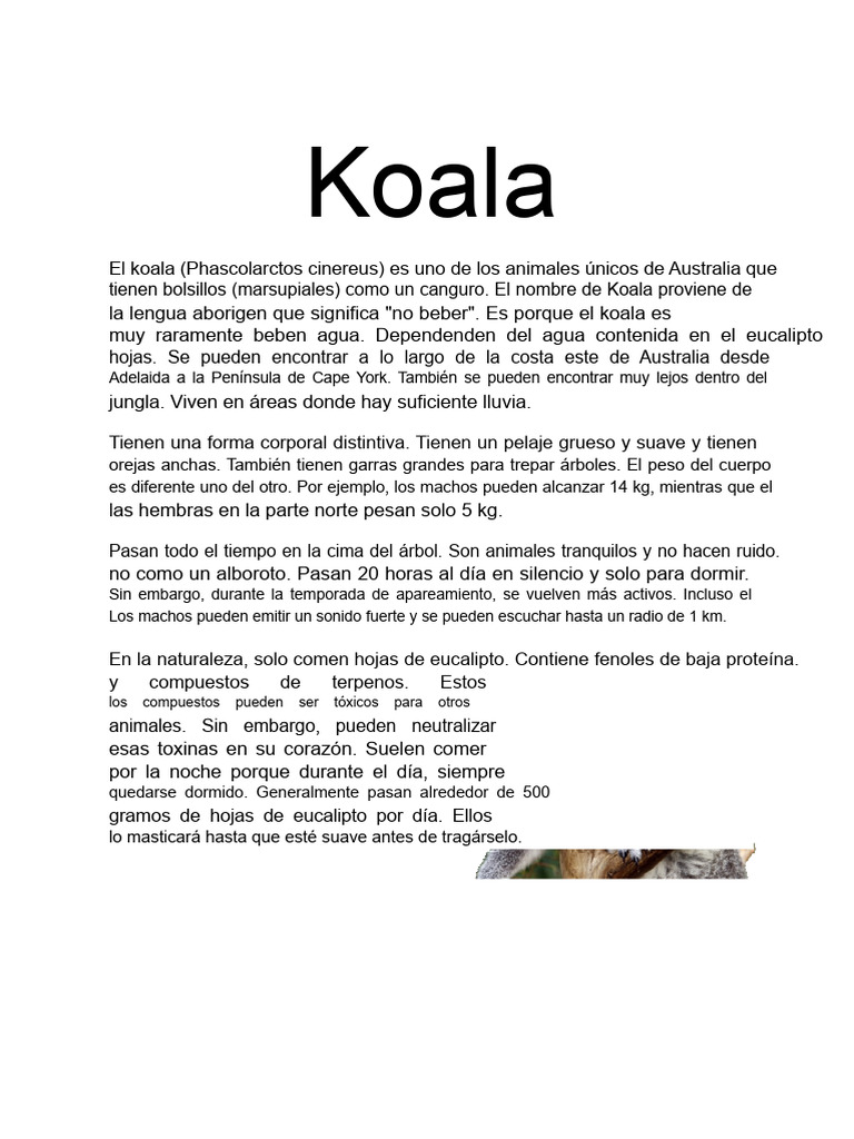 Texto Del Informe Sobre El Koala | PDF