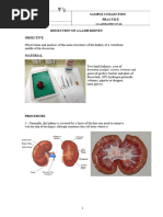 Kidney Dissection Practical Guide | PDF | Kidney | Urinary System