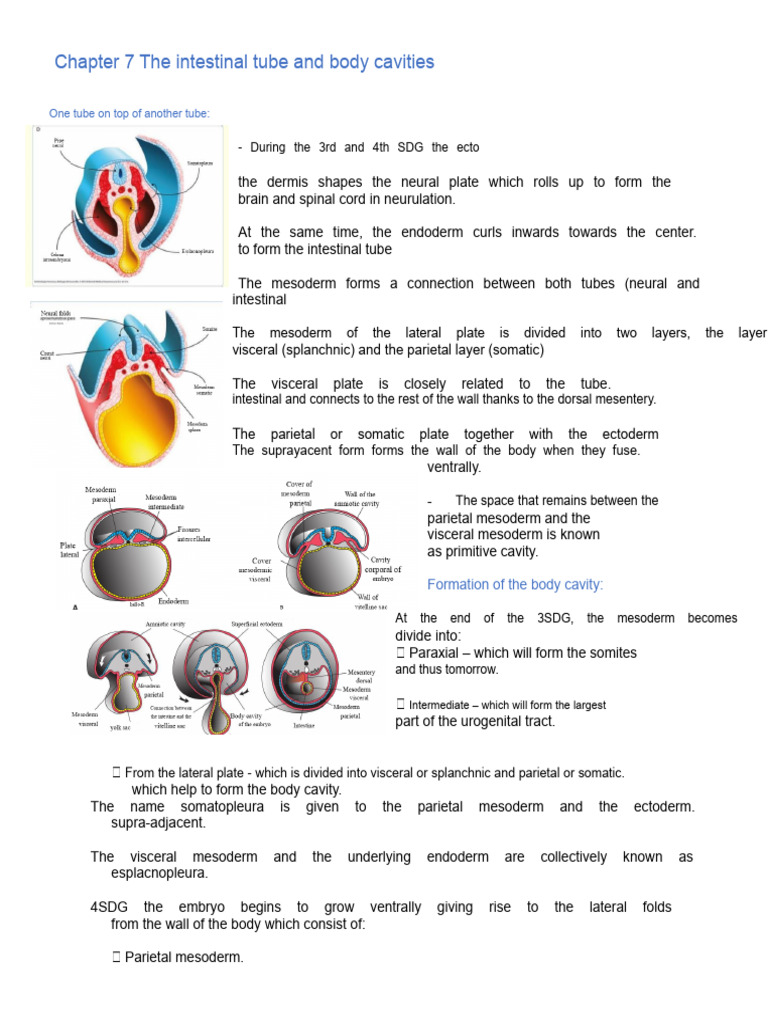 Chapter 7 Intestinal Tube and Body Cavities | PDF | Anatomy
