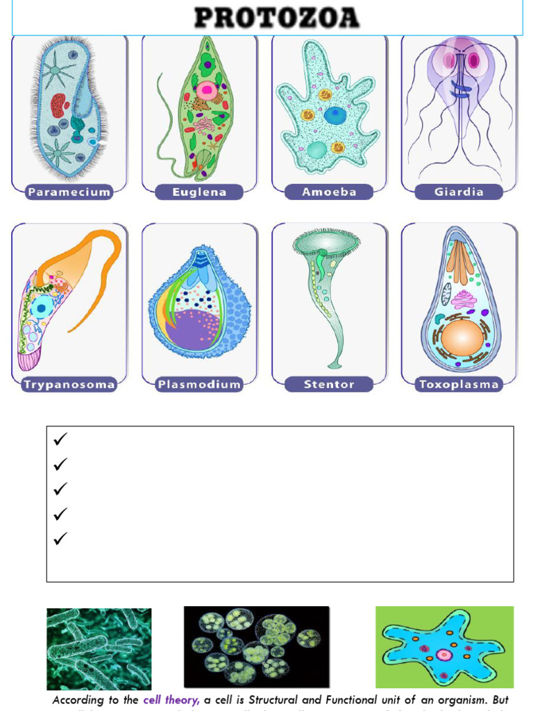 Phylum Protozoa | PDF | Protozoa | Biology