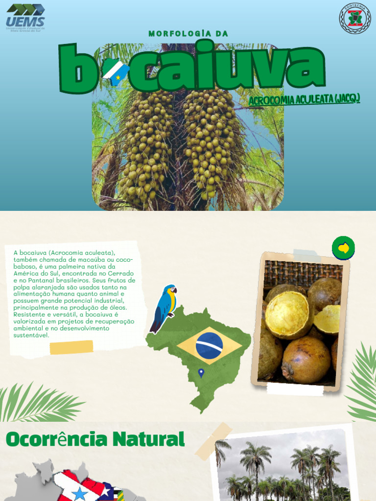 Brazil Country Introduction Presentation in Green and Yellow ...