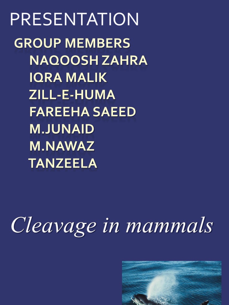 Mammalian Cleavage Patterns Explained | PDF | Implantation (Human ...