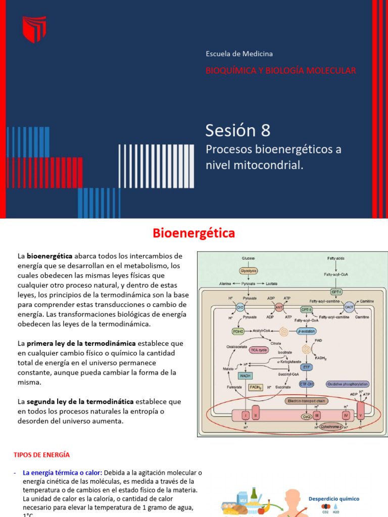 Sesion 08. Procesos Bioenergéticos A Nivel Mitocondrial | PDF | Cadena ...