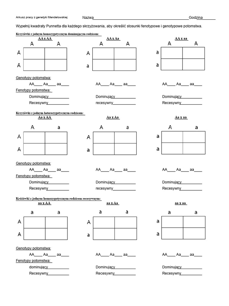 Arkusz Roboczy Kwadrat Punnetta | PDF
