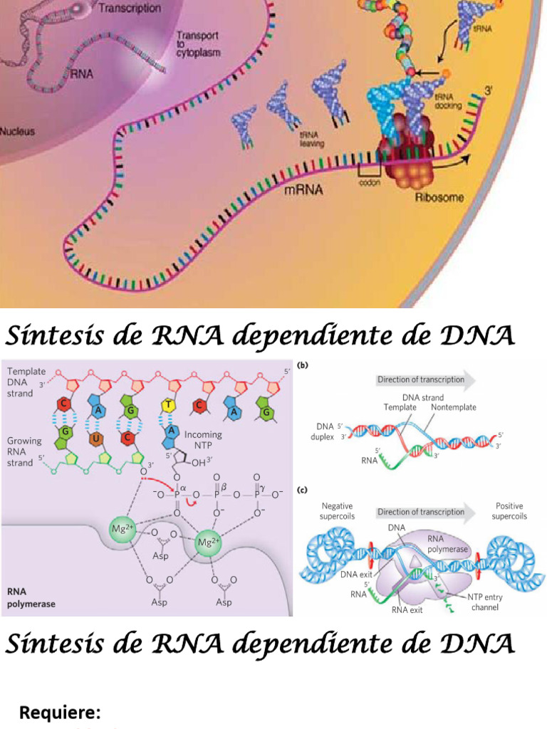 Metabolismo de Rna y Sintesis de Proteinas | PDF