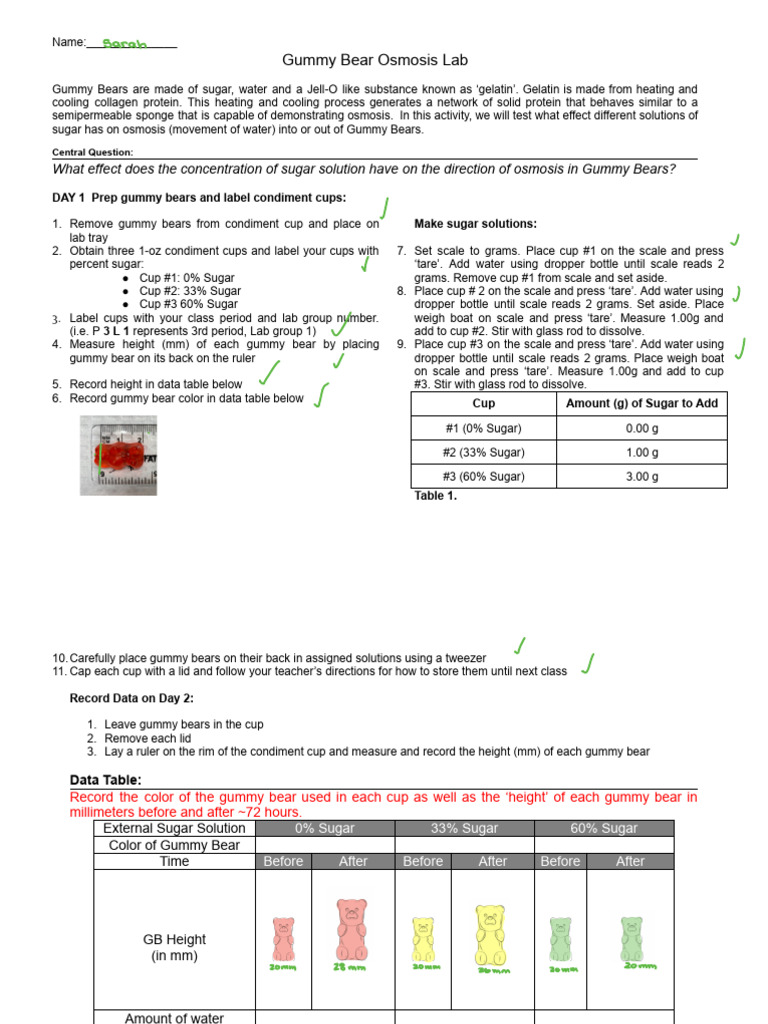 Gummy Bear Osmosis Lab - 2022 | PDF | Osmosis