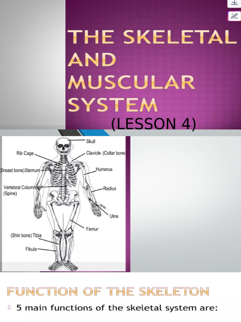 Skeletal and Muscular System. | PDF