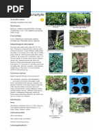 Pet Chay | PDF | Plants | Horticulture