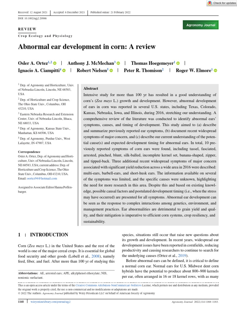 Abnormal Ear Development in Corn | PDF | Maize | Agriculture
