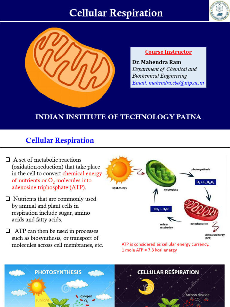 Understanding Cellular Respiration Processes | PDF | Diet & Nutrition ...