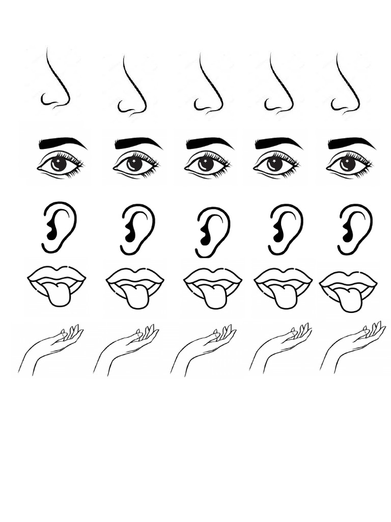 Sense Organs | PDF