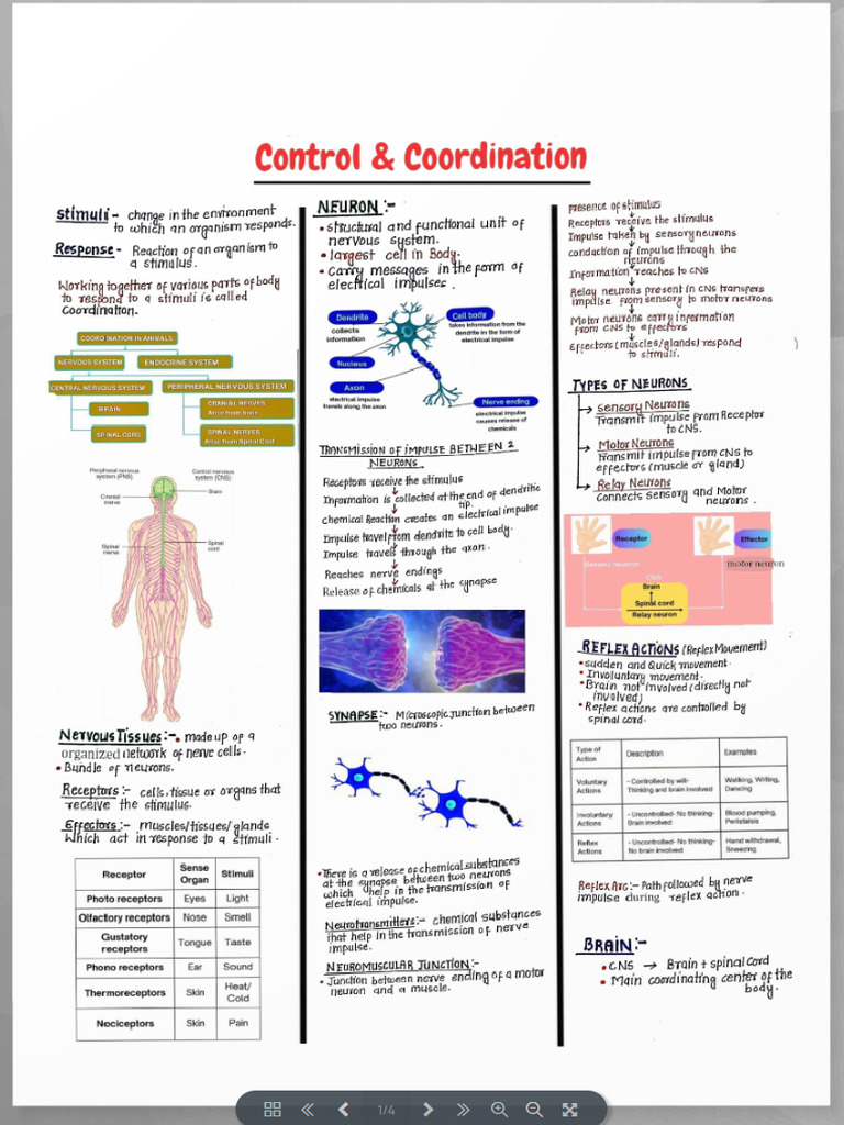 HUMAN BODY A4 Document | PDF