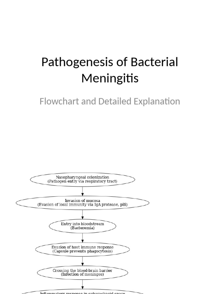 Bacterial Meningitis Pathogenesis Flowchart | PDF