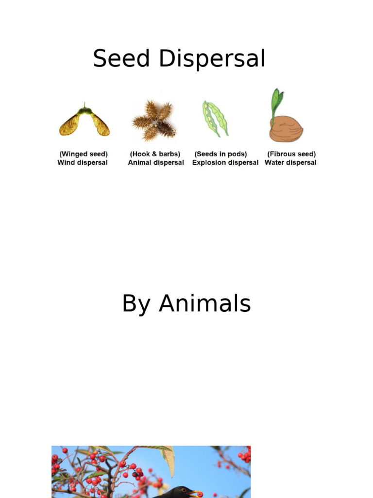 Seed Dispersal Methods Explained | PDF