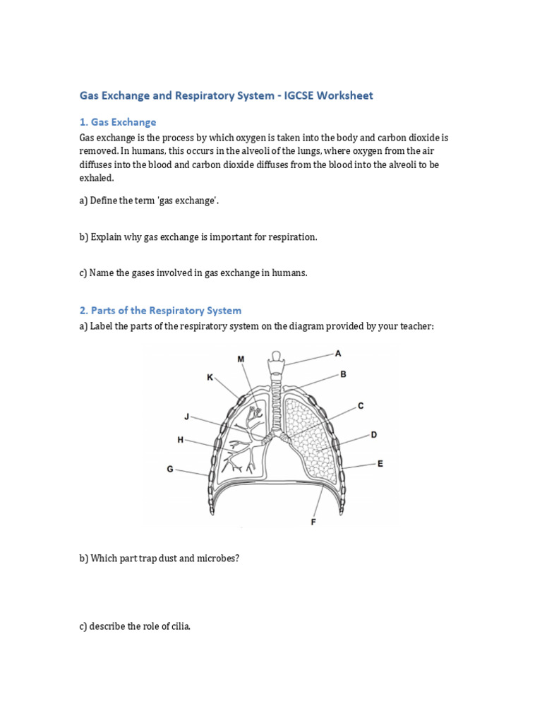 IGCSE Gas Exchange Worksheet | PDF