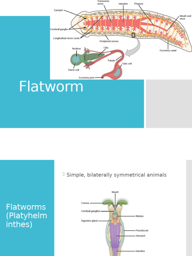 Overview of Flatworms: Features & Types | PDF