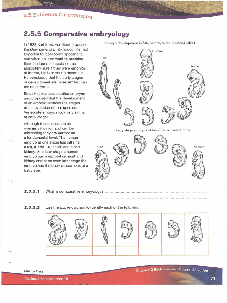 2.5.5 Comparative Embryology Form | PDF