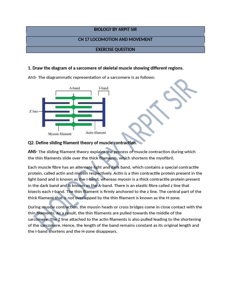 Muscle Contraction and Movement Explained | PDF | Muscle Contraction ...