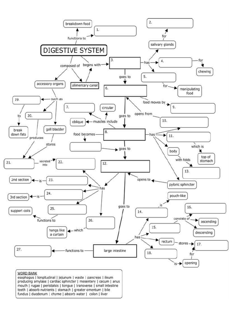 4. DIGESTIVE SYSTEM CONCEPT MAP | PDF