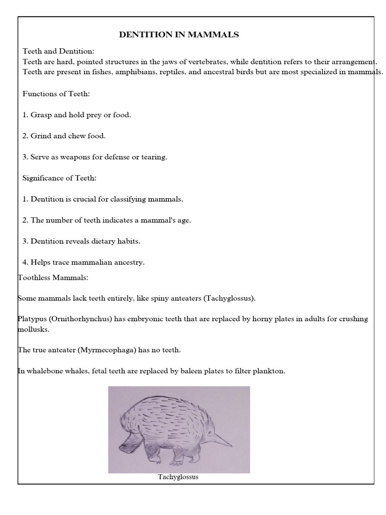 Mammalian Dentition and Tooth Types | PDF | Tooth | Dental Anatomy