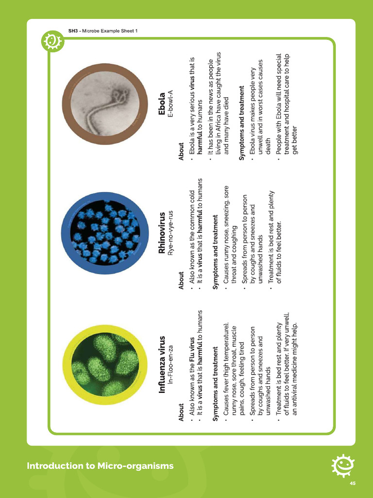 Microbe Example Fact Sheet | PDF