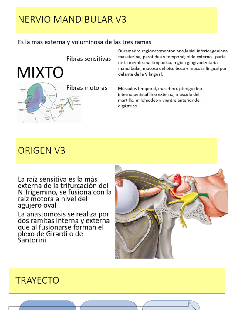 Neuro V3 | PDF | Anatomía humana | Cabeza y cuello humanos