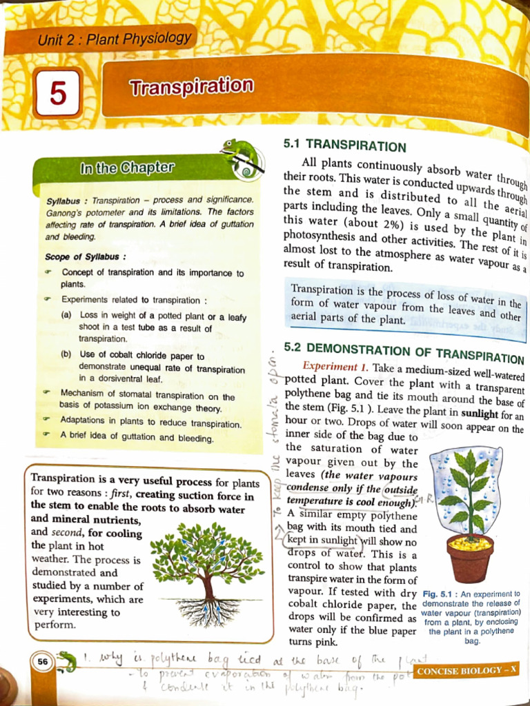 Understanding Plant Transpiration | PDF | Stoma | Leaf