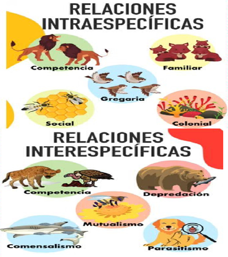 3° Dibujos Relaciones Intra Especificas e Inter Especificas | PDF