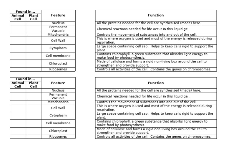 2 Organelle-Function-Match-Up | PDF | Cell (Biology) | Vacuole