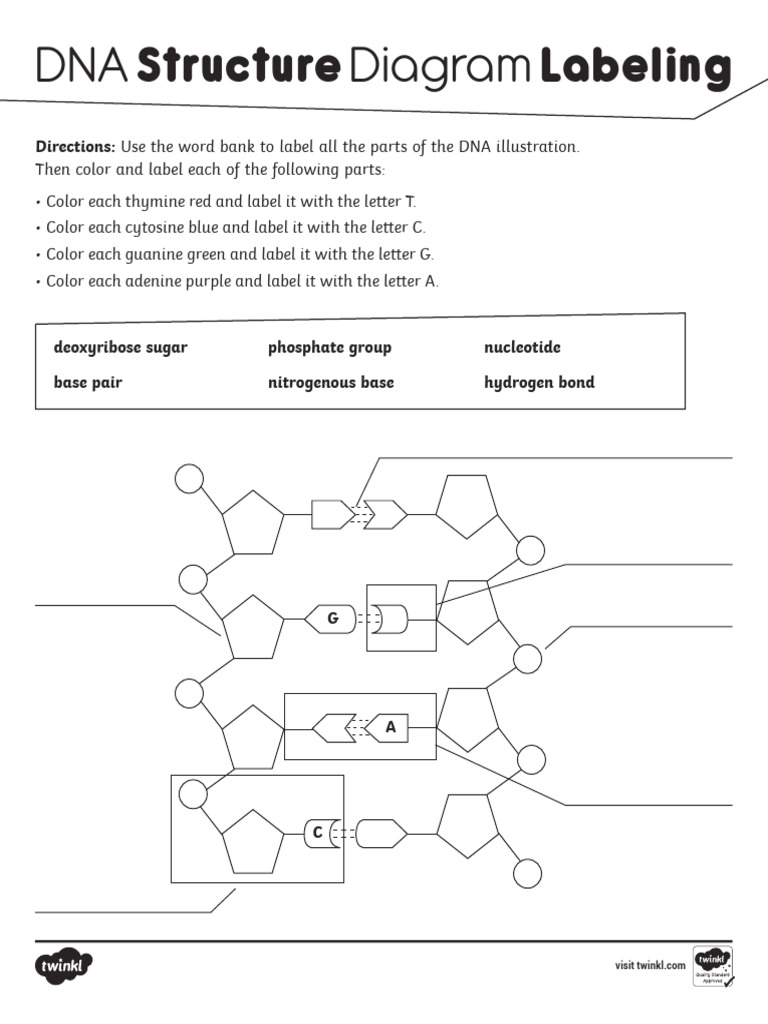 TASK 2 - DNA Structure Diagram Labeling Activity | PDF