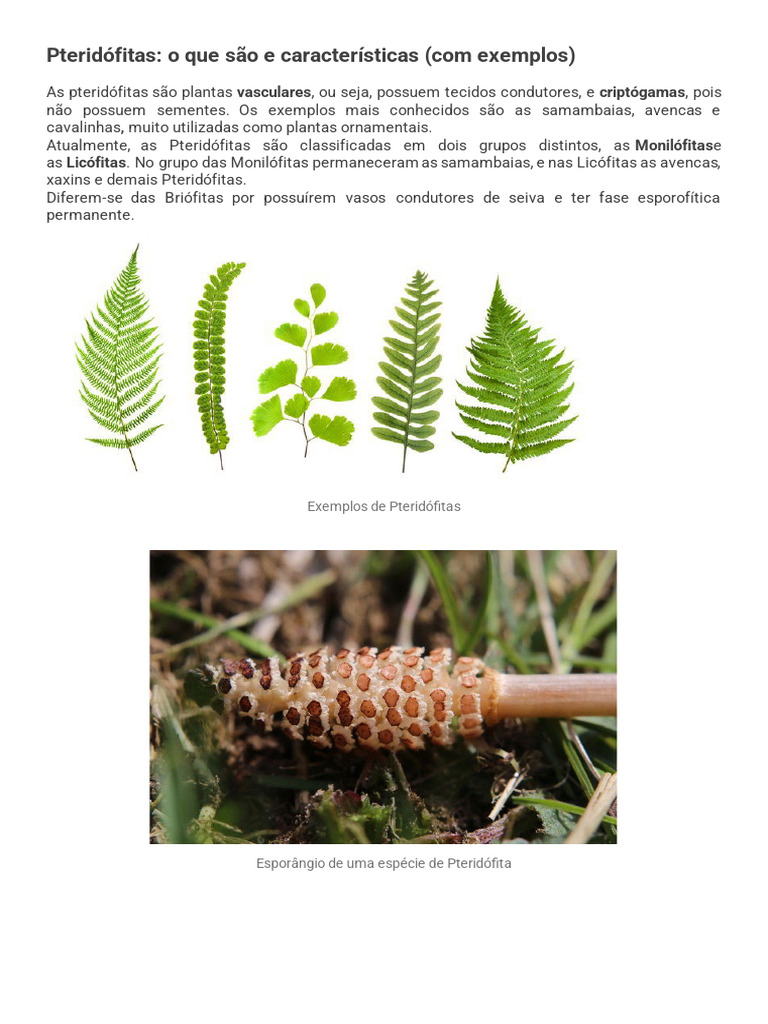 Características das Pteridófitas | PDF | Samambaia | Plantas