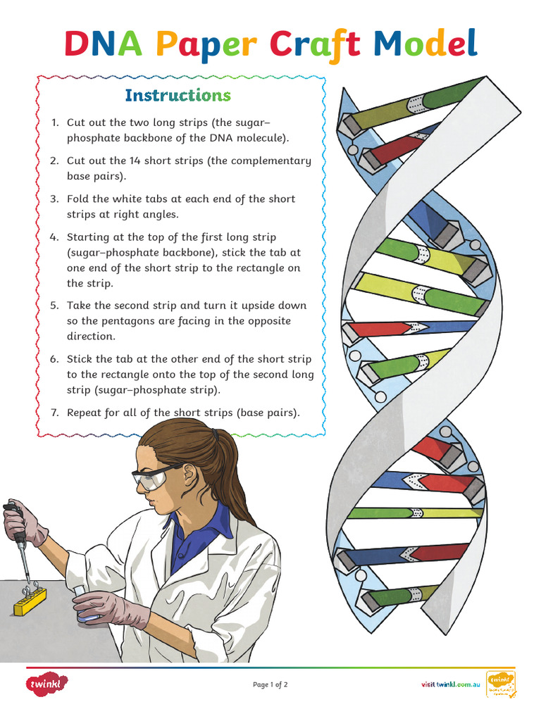 Au SC 1690116164 Dna Models Activity - Ver - 1 | PDF | Base Pair | Dna