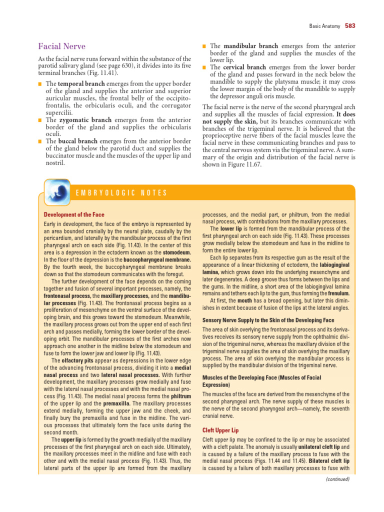 Facial Nerve and Face Development Overview | PDF | Lip | Human Head And ...