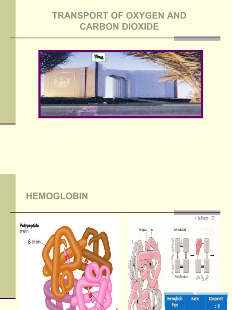 6-Respiratory Lecture Transport of O2 and CO2 | PDF | Hemoglobin | Red ...