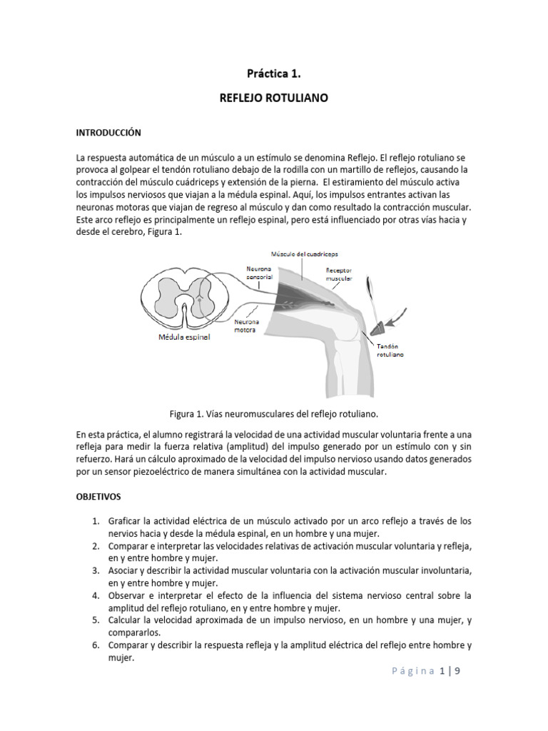 Prueba del Reflejo Rotuliano | PDF