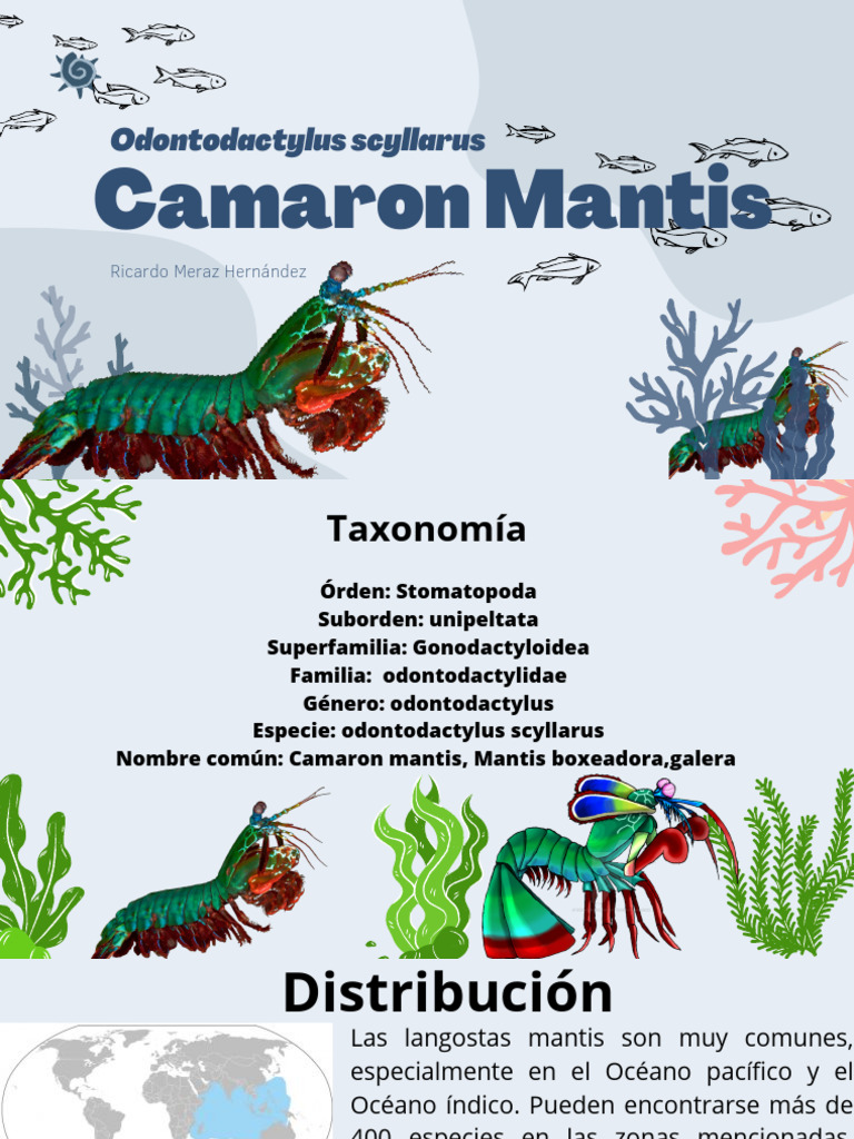 Mantis Boxeadora y Bogavante | PDF | langosta