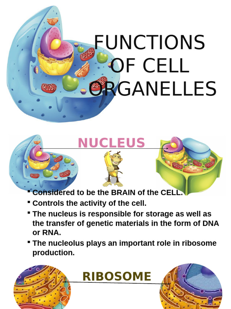 Functions of Cell Organelles | PDF