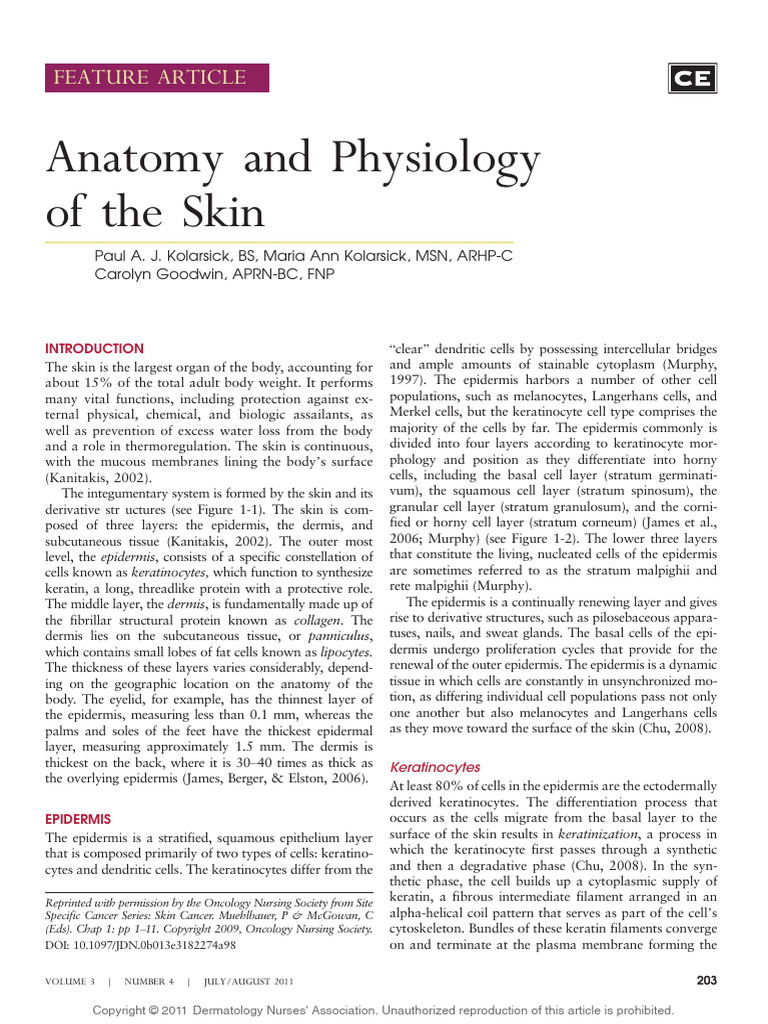 Anatomy and Physiology of The Skin.3 | PDF | Epidermis | Skin
