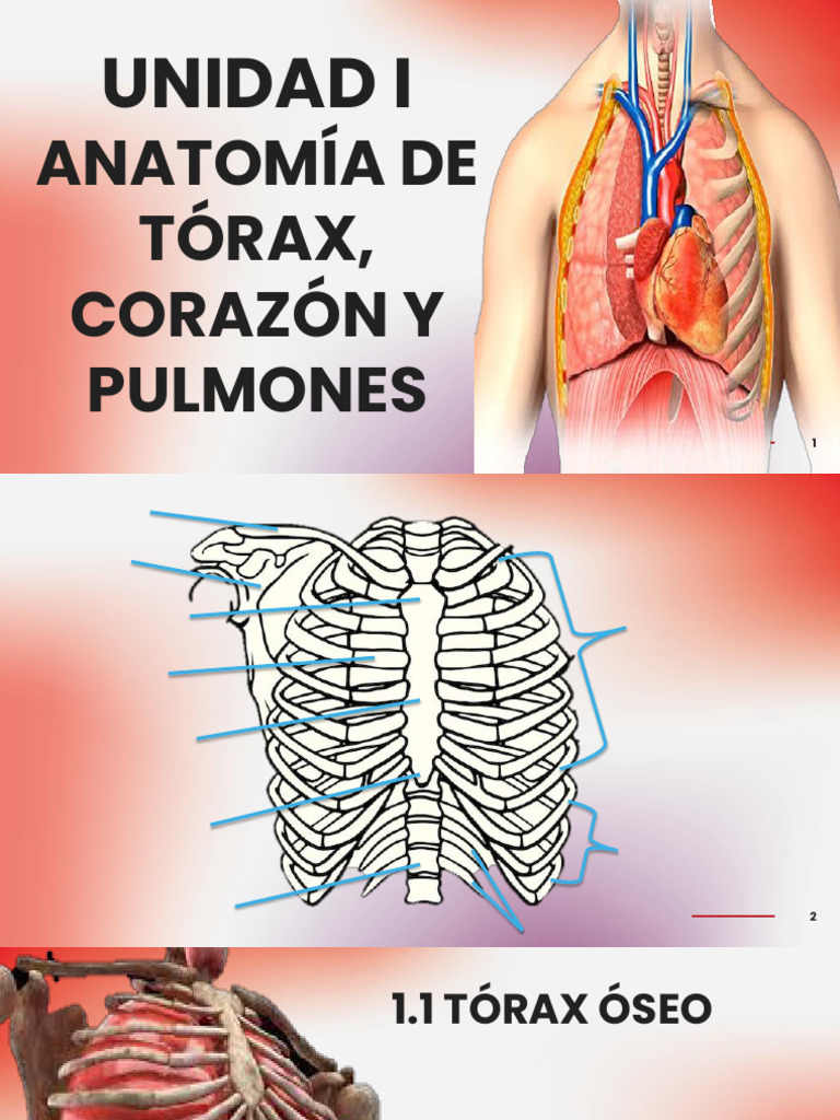 Anatomía del Tórax y Respiración | PDF | Aorta | Corazón