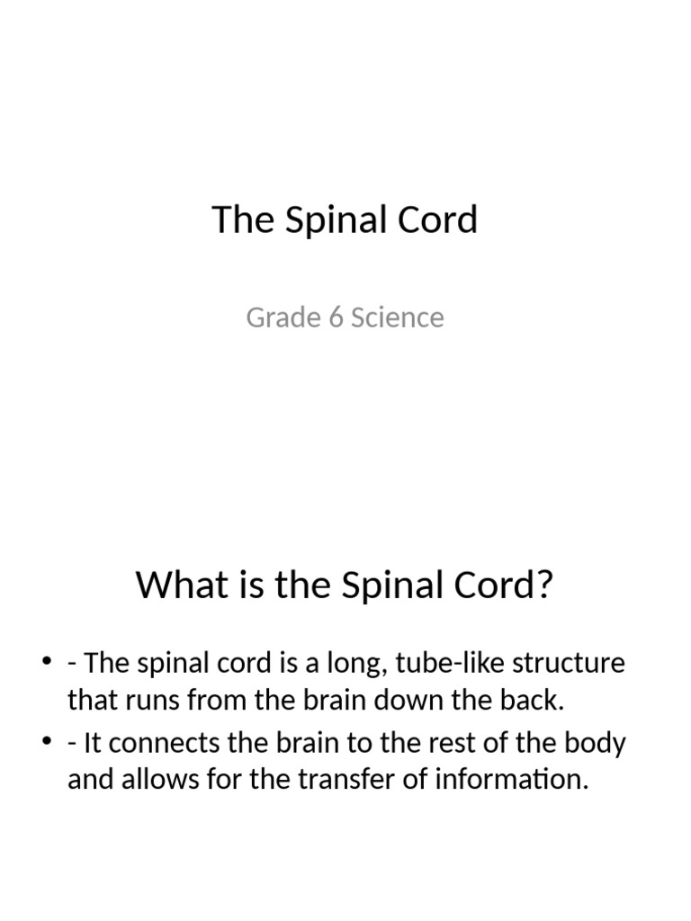 Understanding the Spinal Cord Functions | PDF