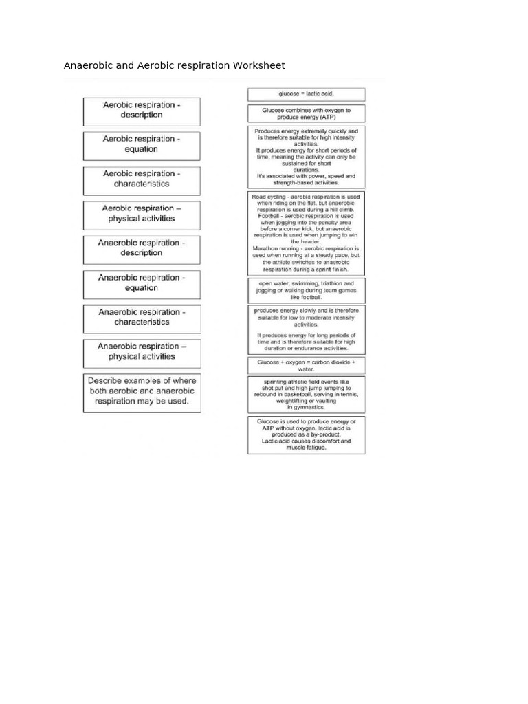 Anaerobic and Aerobic Respiration Worksheet To Print | PDF