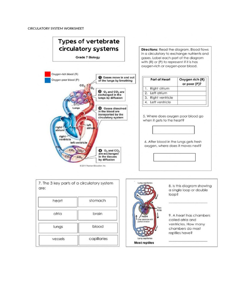 Circulatory System Worksheet | PDF | Circulatory System | Heart