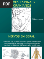 Nervos Espinhais: Estrutura e Função | PDF | Coluna vertebral | Nervo
