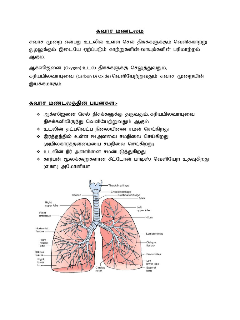 Respiratory System Tamil Corrected | PDF