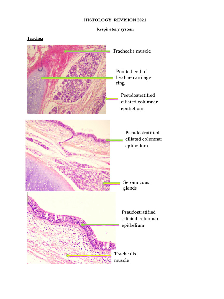 HISTOLOGY REVISION 2021 - All Systems | PDF | Epithelium | Spinal Cord