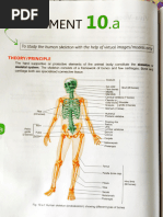 List of 206 Human Bones Labeled | PDF | Anatomical Terms Of Location ...