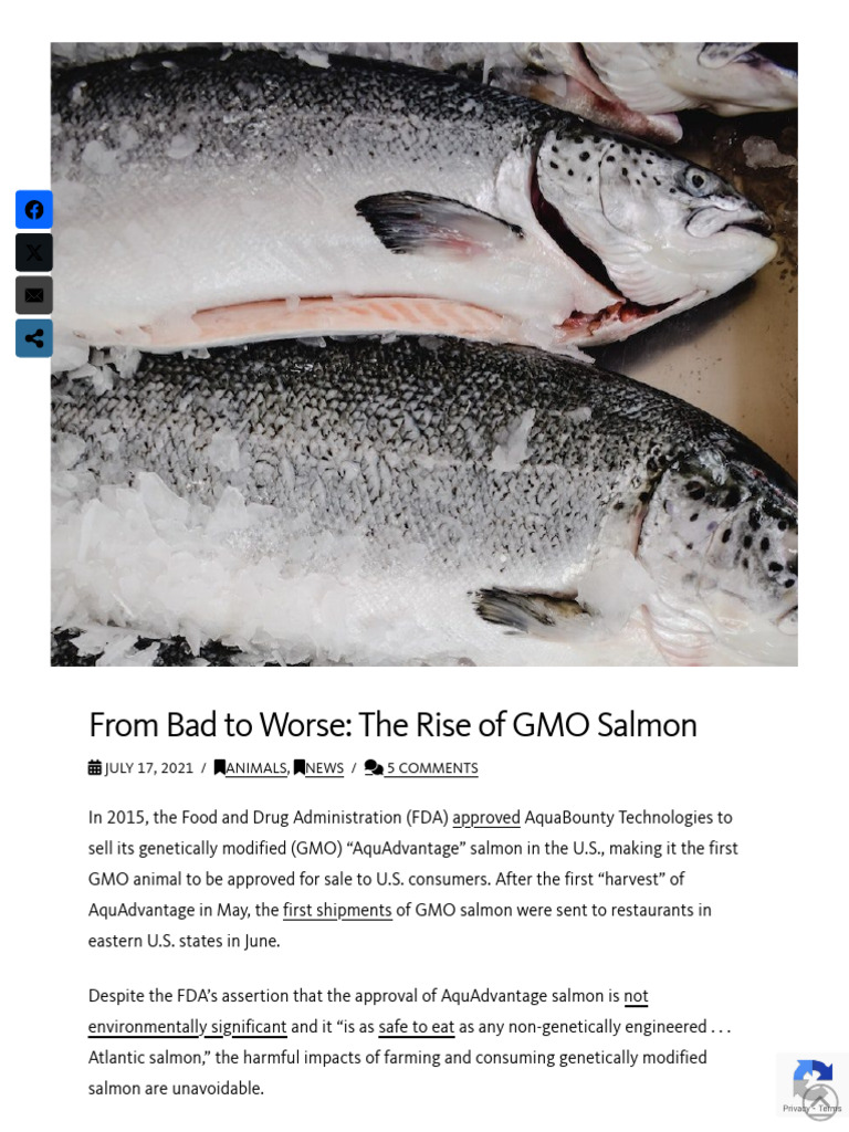 From Bad To Worse - The Rise of GMO Salmon - Animal Outlook | PDF | Genetically Modified Organism