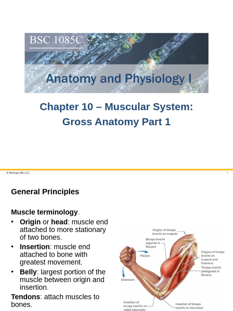 Muscular System Anatomy Overview | PDF | Abdomen | Neck